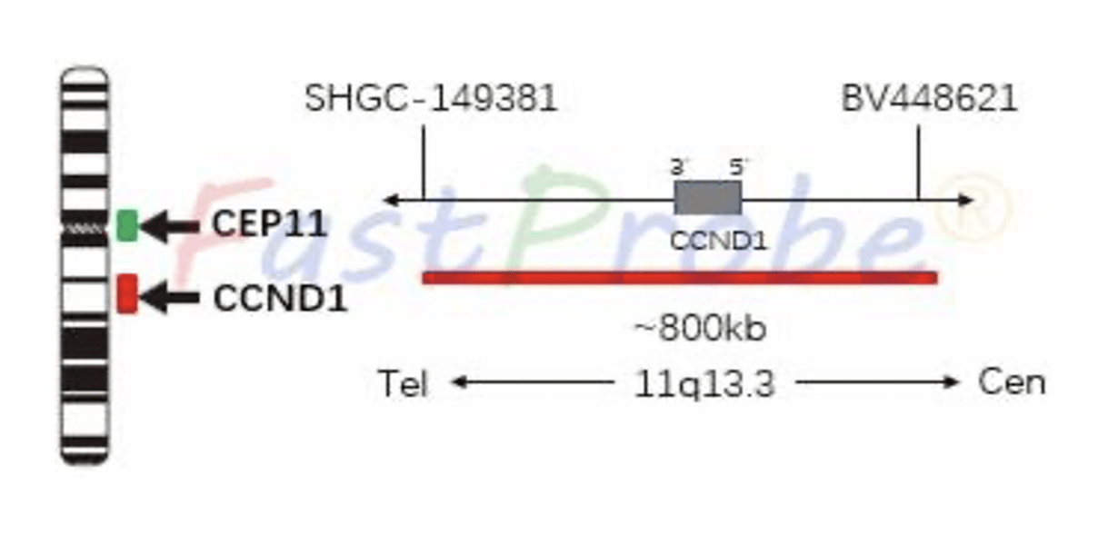 Amplificación del gen CCND1 (BCL1) - Biotech