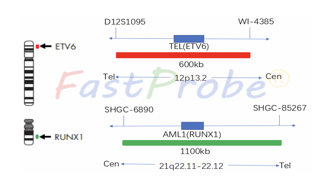 Fusión de genes TEL / AML1 (ETV6 / RUNX1) - Biotech
