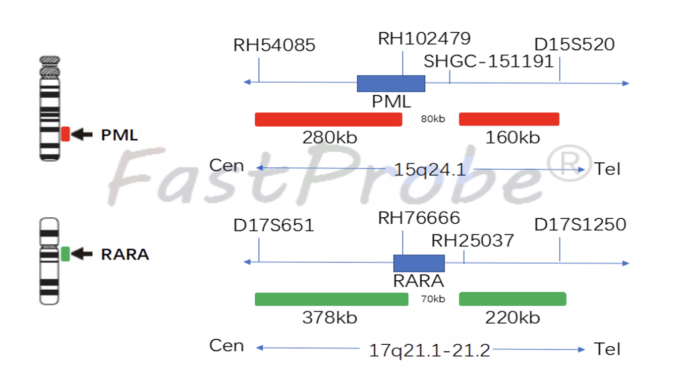 Fusión de genes PML / RARA - Biotech
